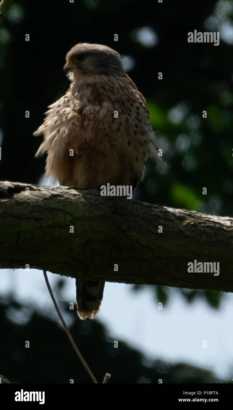 Fluffy kestrel hi-res stock photography and images - Alamy