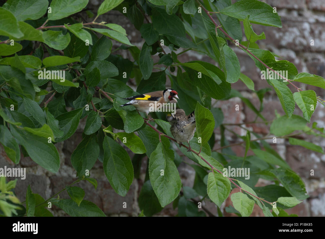 Warbler finch scotland hi-res stock photography and images - Alamy