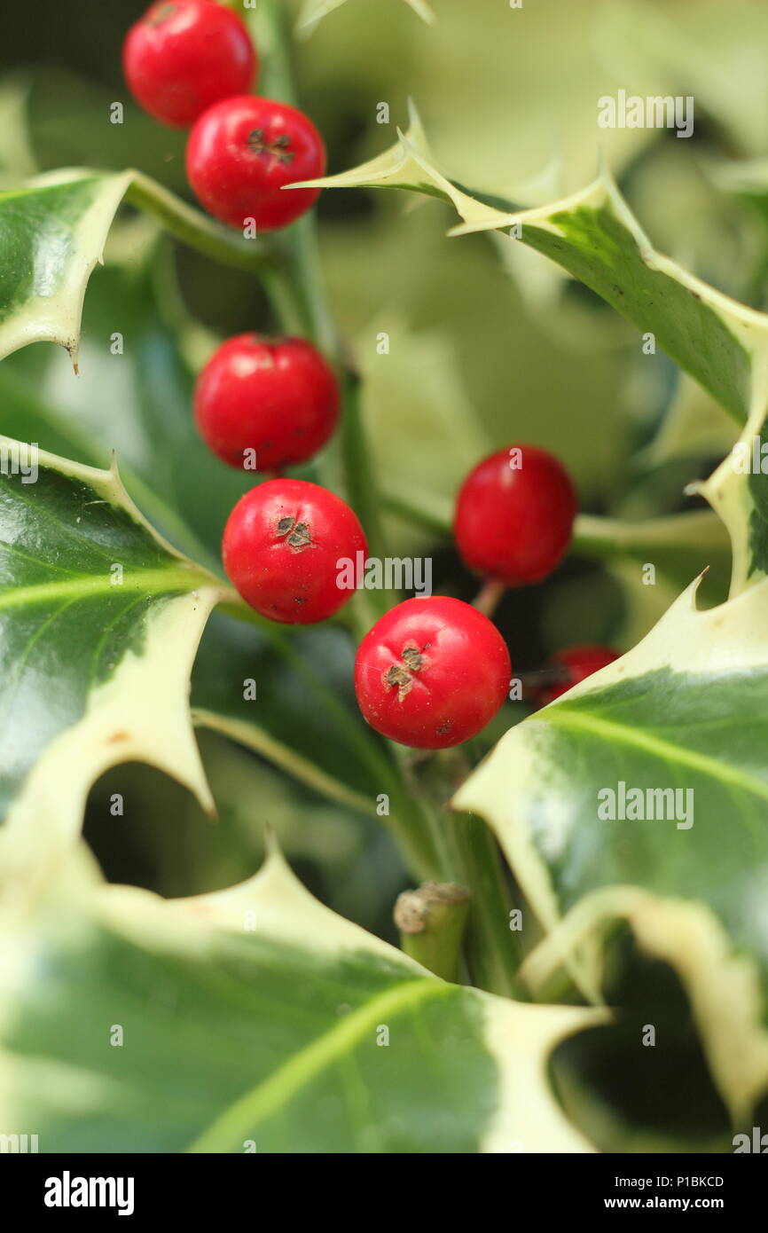 Variegated holly ilex aquifolium hi-res stock photography and images ...