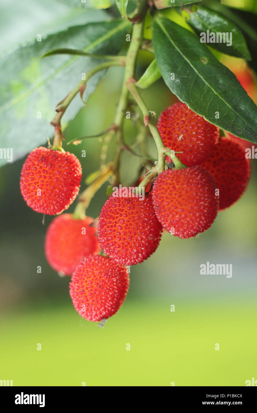 Arbutus unedo hi-res stock photography and images - Alamy