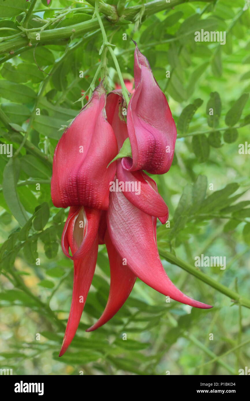 Clianthus puniceus red admiral hi-res stock photography and images - Alamy