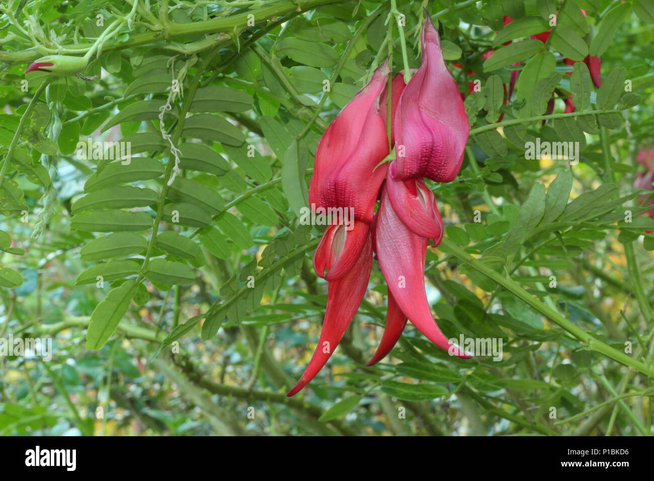 Clianthus puniceus glory pea flowers, UK Stock Photo - Alamy