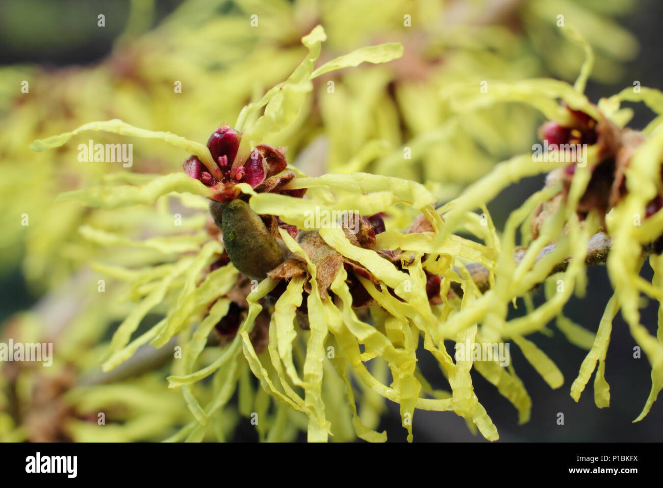 Hamamelis x intermedia Primavera witch hazel in flower in a winter ...