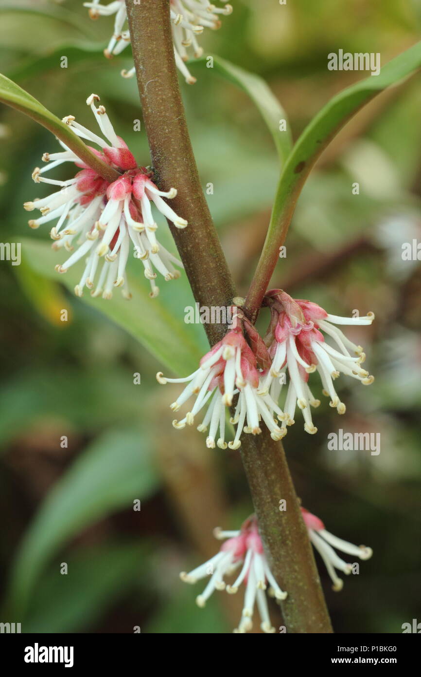 Sarcococca Hookeriana Var Digyna High Resolution Stock Photography and ...