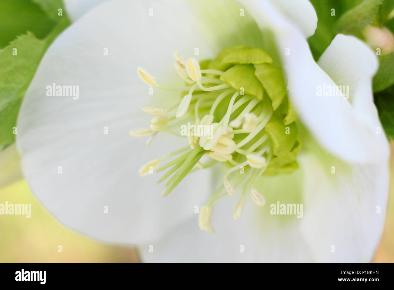 Lenten roses hi-res stock photography and images - Alamy