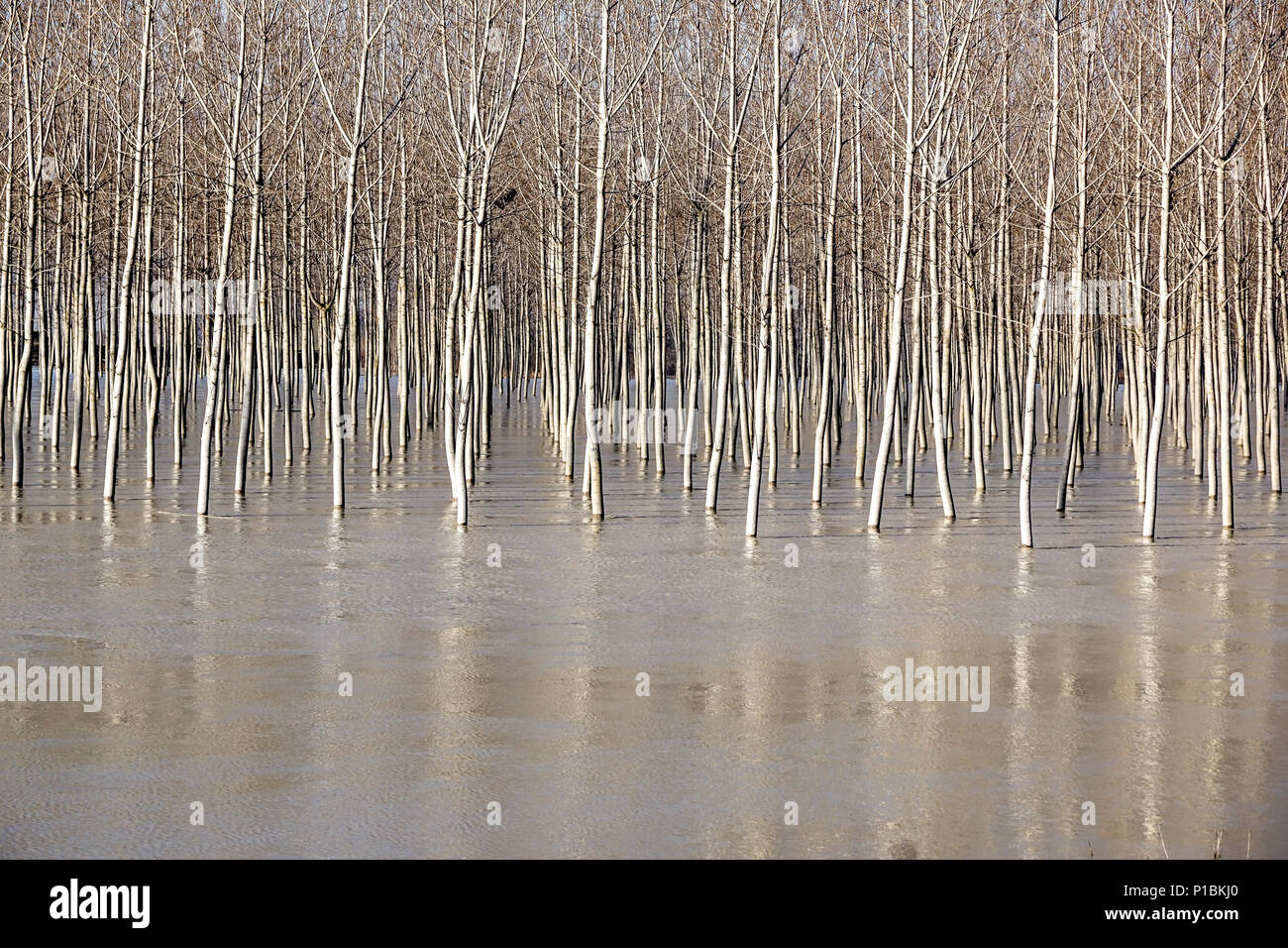 tree in the full river . Spring landscape with birch trees and melt ...