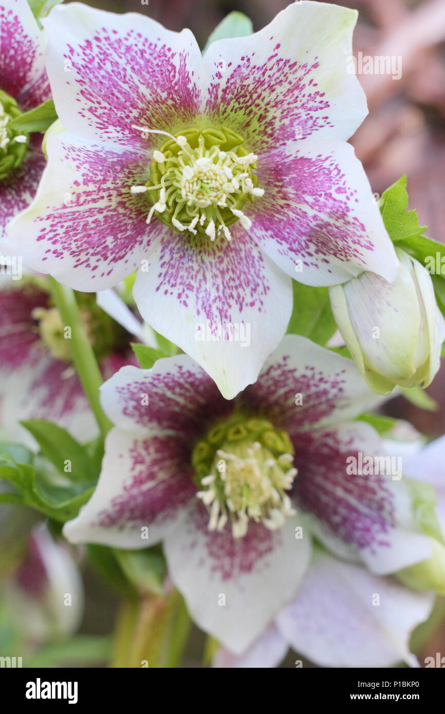 Hellebores hi-res stock photography and images - Alamy