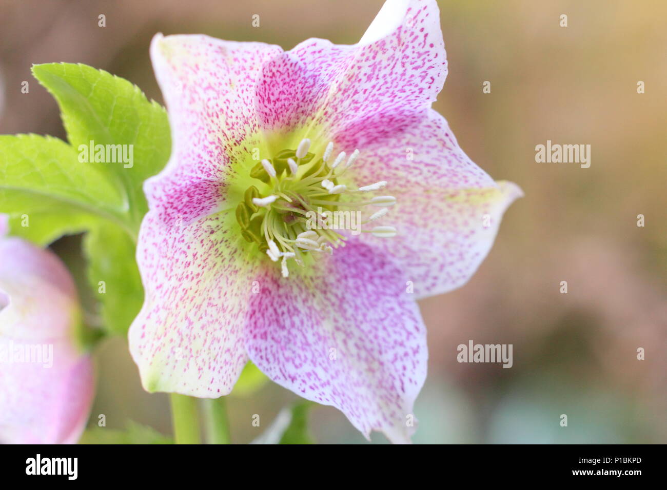 Helleborus × hybridus. Pink and white Hybrid Lenten rose in flower in a ...
