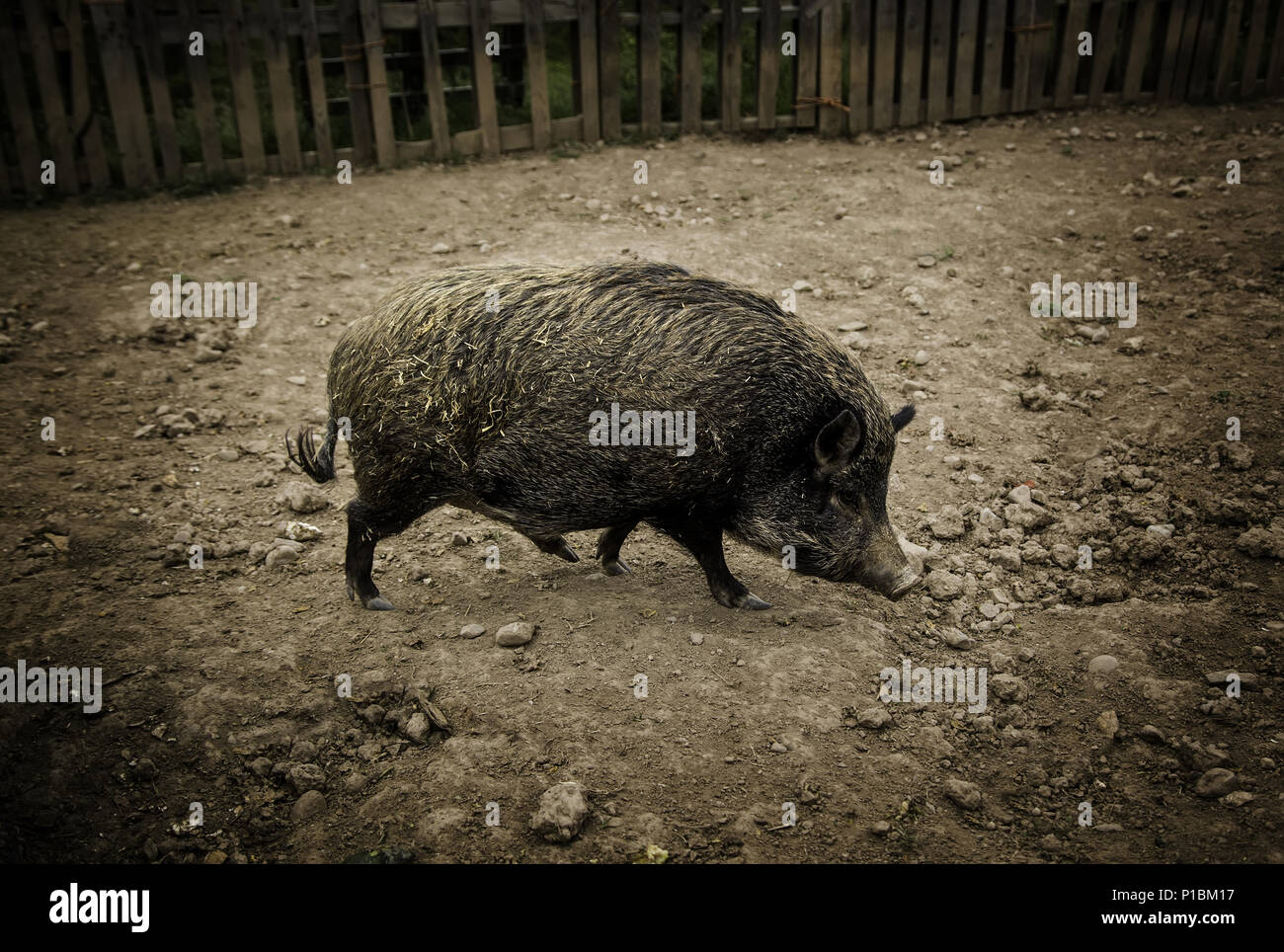 Wild boar on a farm, wild animal detail Stock Photo - Alamy