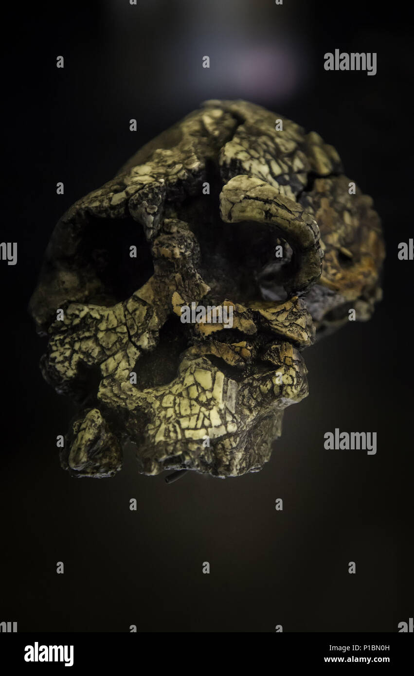 Homo erectus skull sapiens hi-res stock photography and images - Alamy