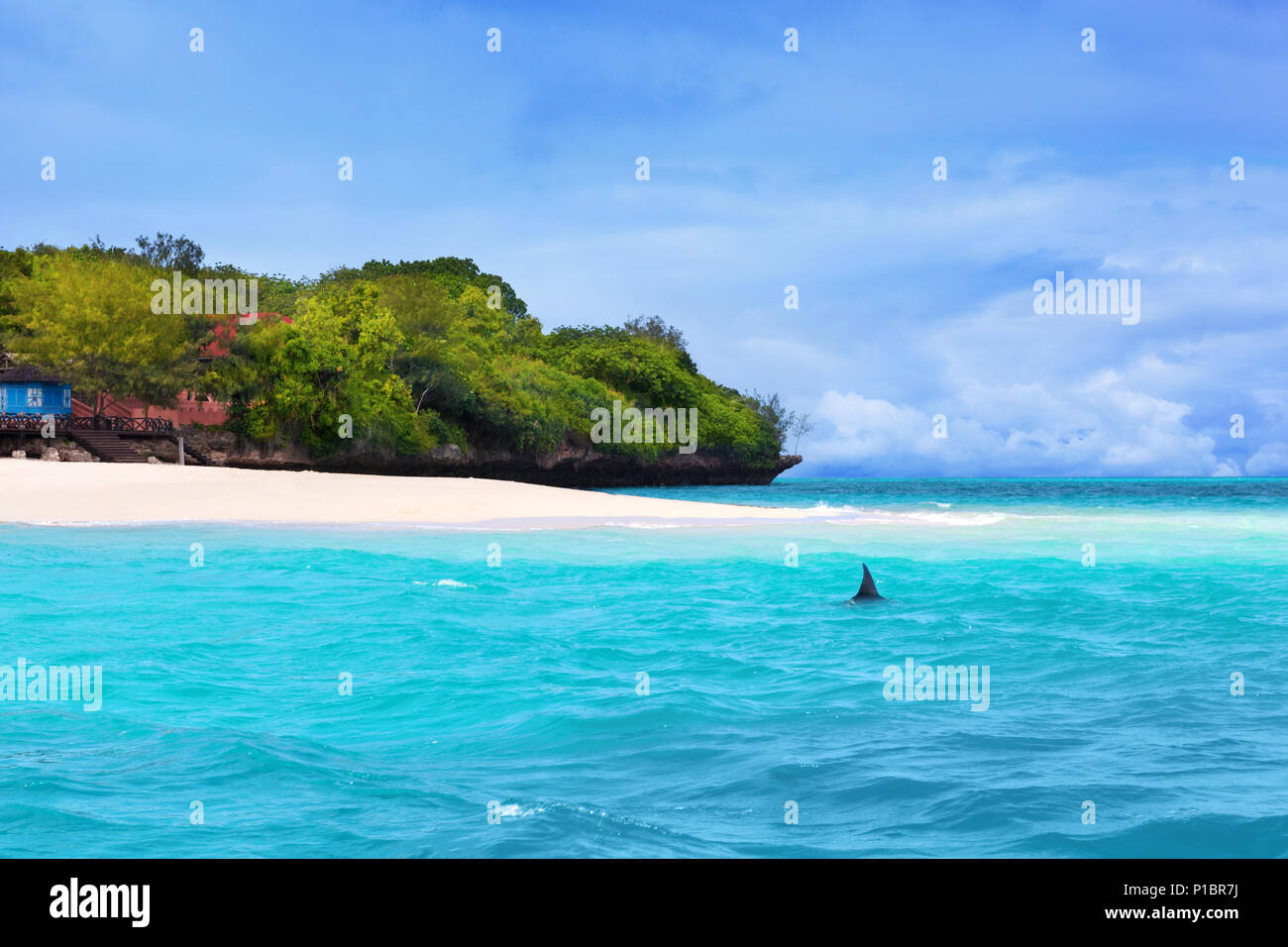 Killer great white shark hi-res stock photography and images - Alamy