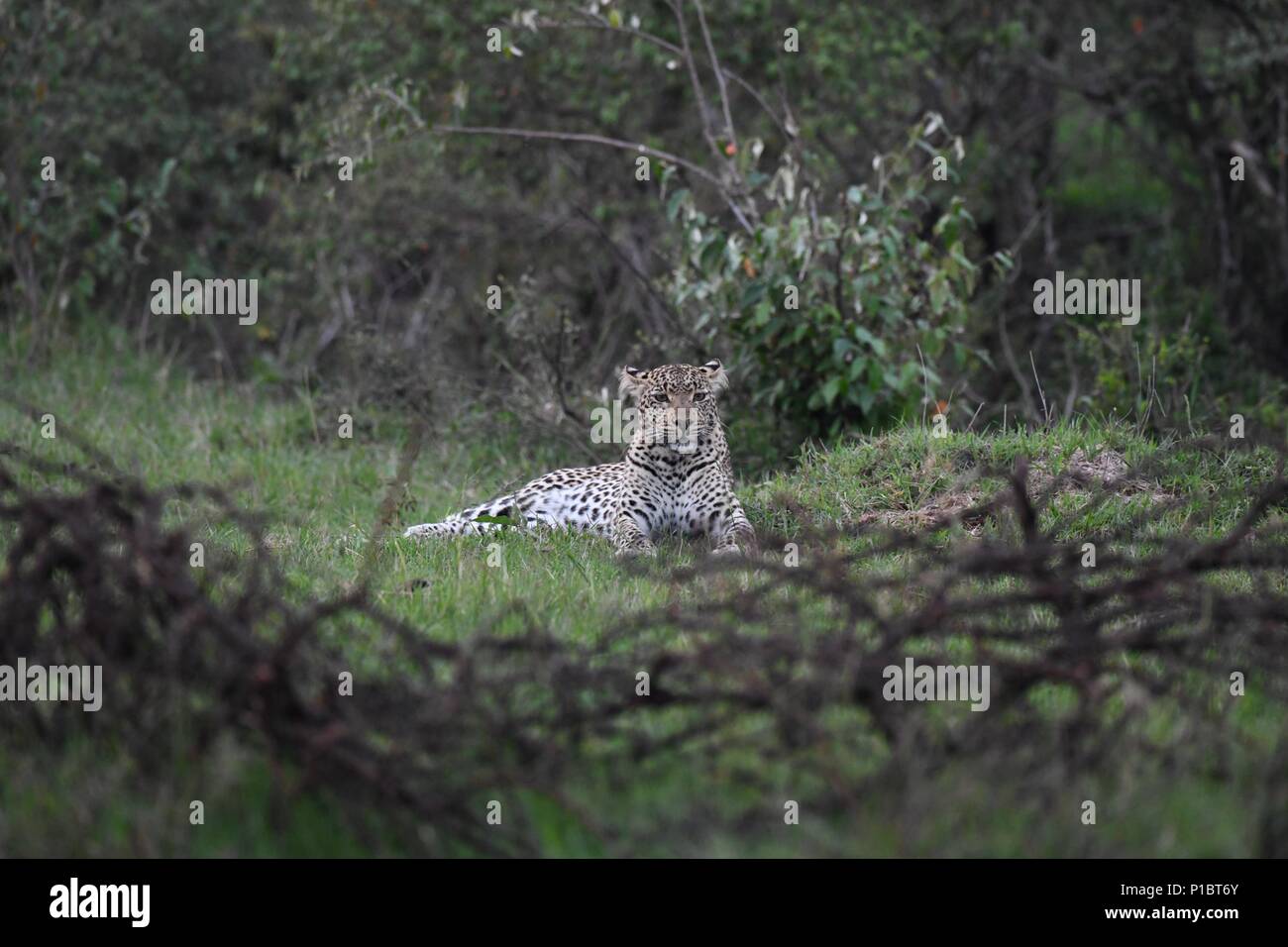 African leopard stalking prey masai hi-res stock photography and images ...