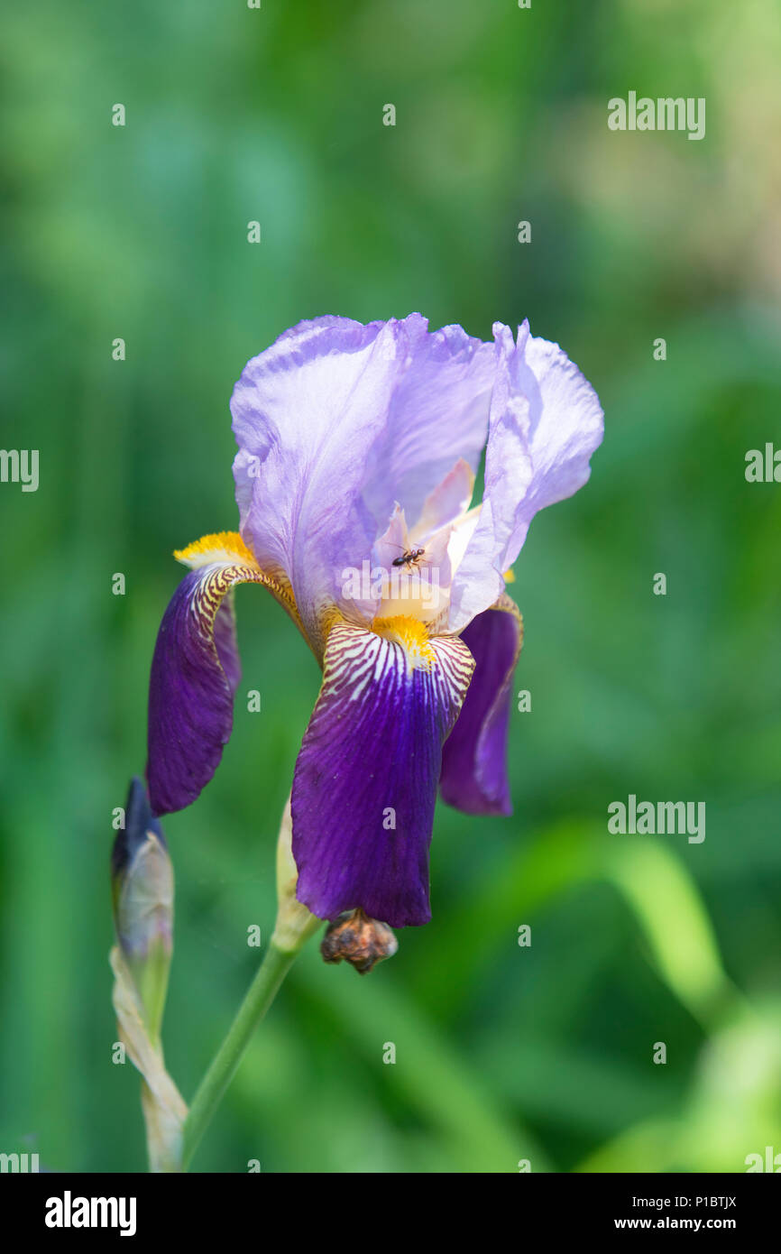 An Iris in full bloom - Cape Cod, Massachusetts, USA Stock Photo - Alamy