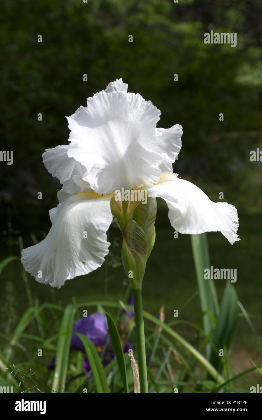 White iris hi-res stock photography and images - Alamy