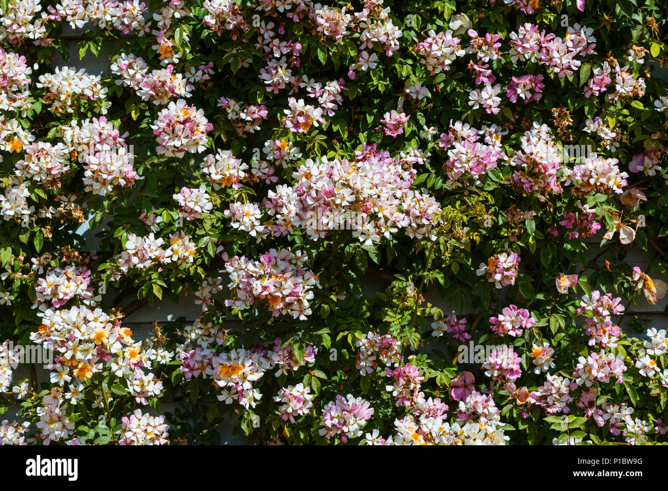 Wall of Decorative Roses Stock Photo - Alamy