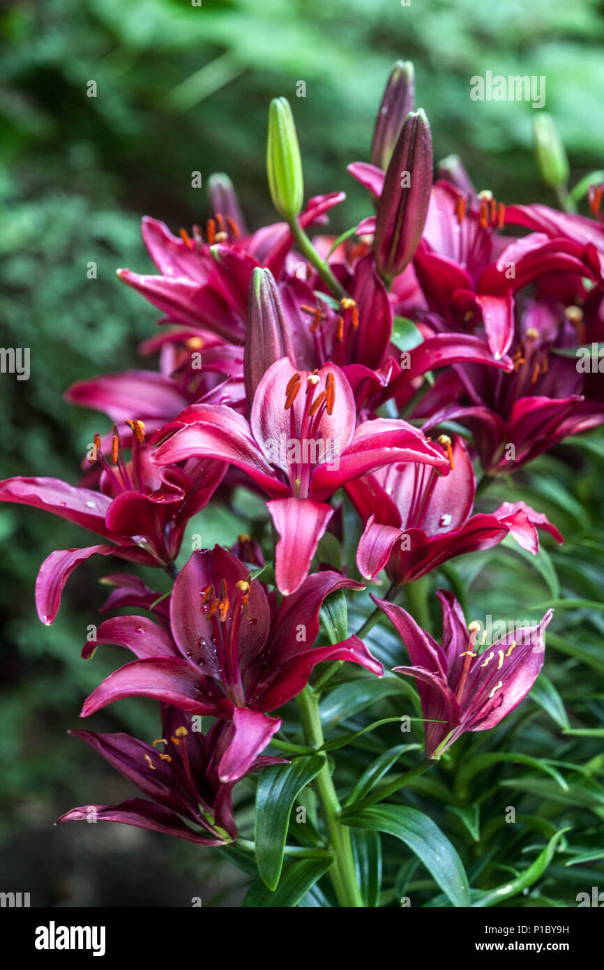 Lilium tiny ghost hi-res stock photography and images - Alamy