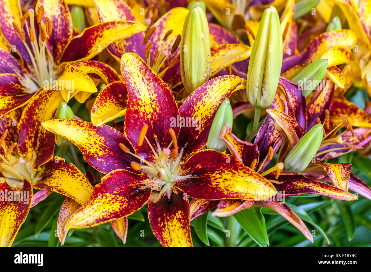 Lilium 'Tiny Sensation', Dwarf Asiatic lily, lilies Stock Photo - Alamy