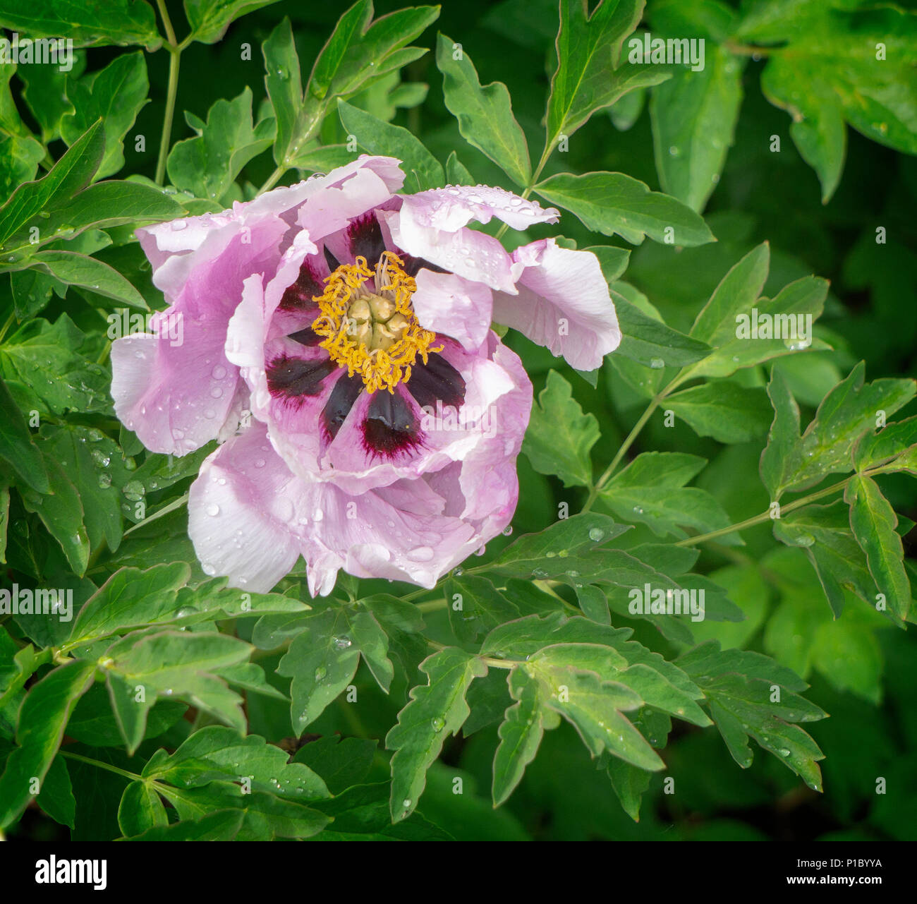 Common peony Calgary Zoo Alberta Canada Stock Photo - Alamy