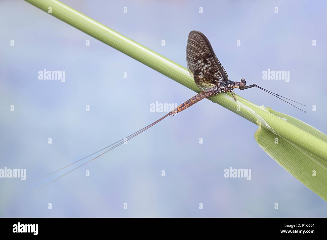 Common mayfly, also called shadly and fishfly, Ephemera,vulgata Stock ...