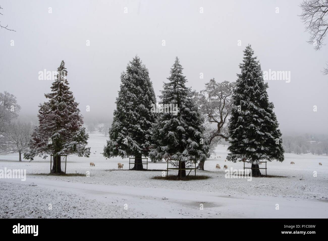 English Winter Fir Trees with Snow Stock Photo - Alamy