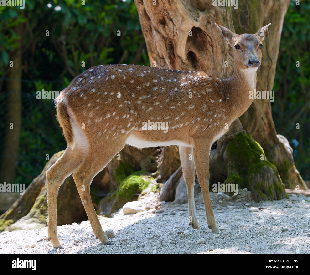 female deer in careful observation Stock Photo - Alamy