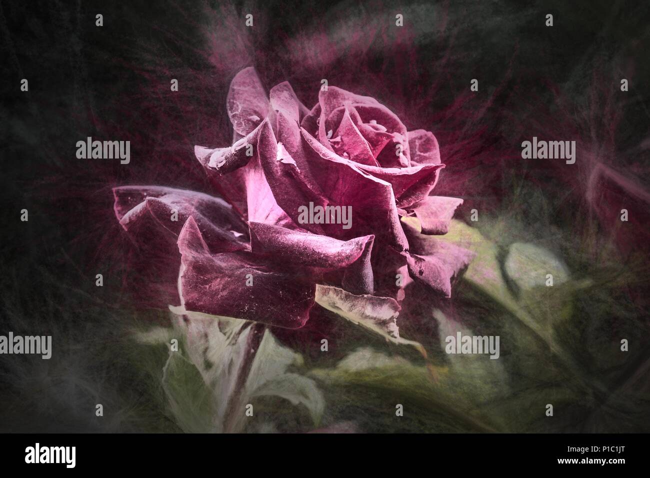 Simple rose hi-res stock photography and images - Alamy