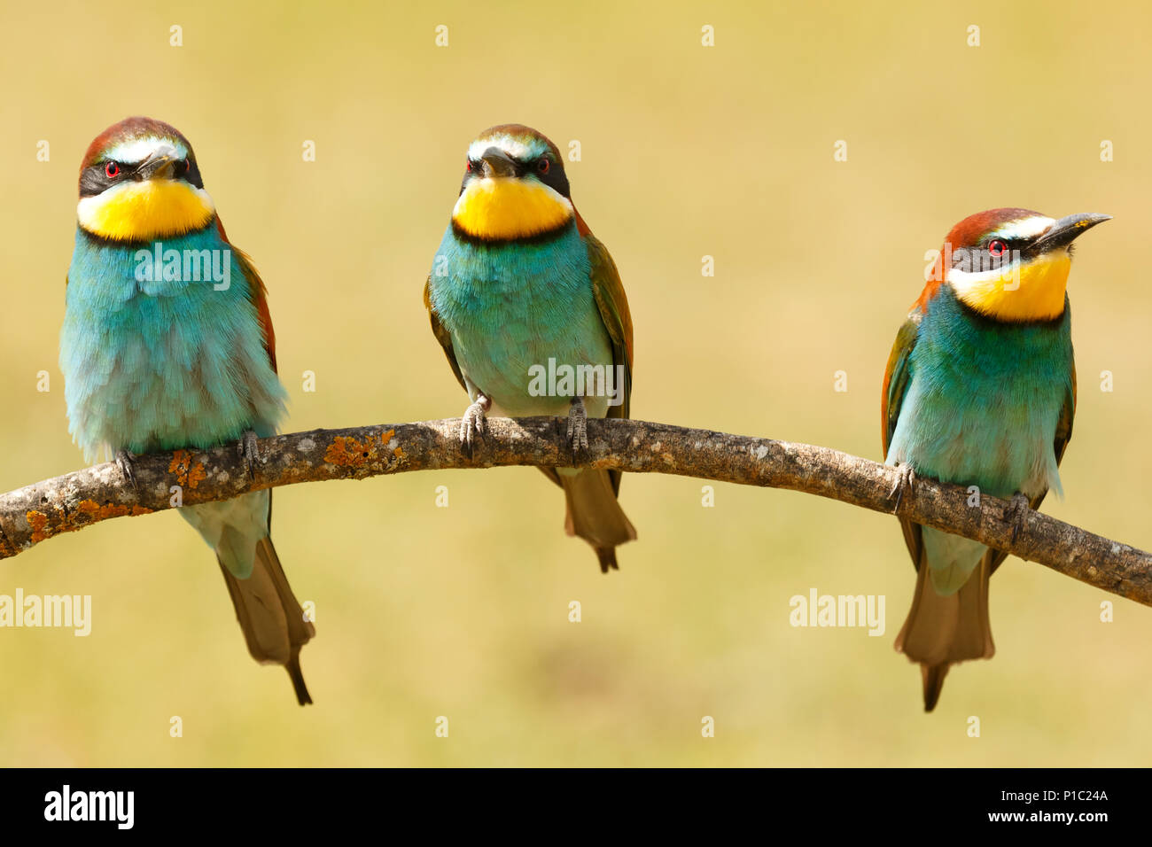 Meet eater hi-res stock photography and images - Alamy