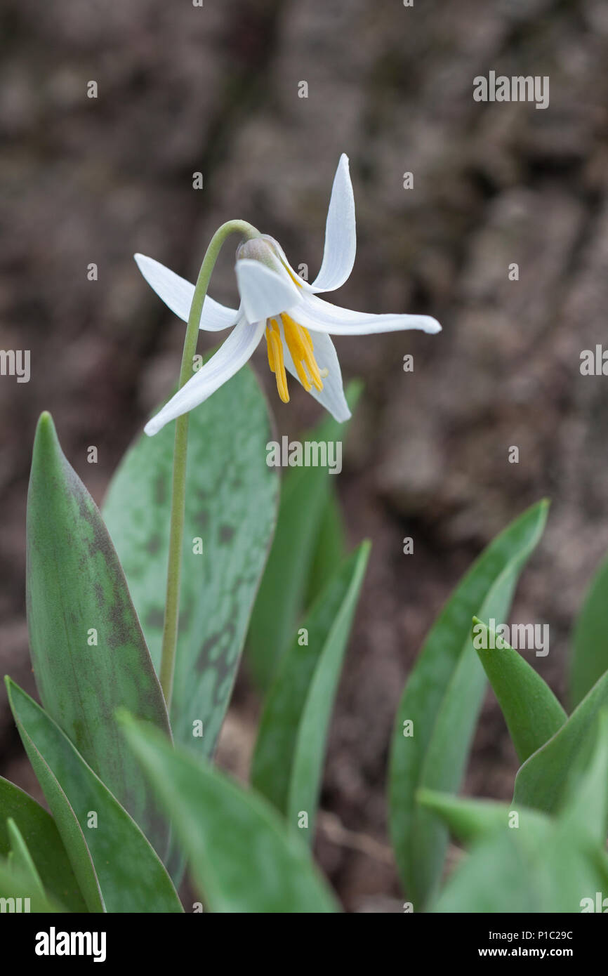 White oak bark hi-res stock photography and images - Alamy