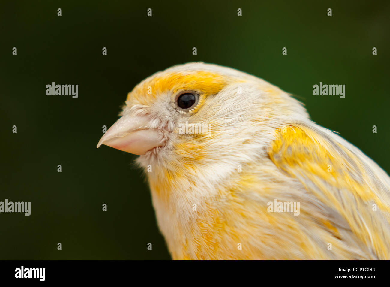 Nice yellow cage hi-res stock photography and images - Alamy
