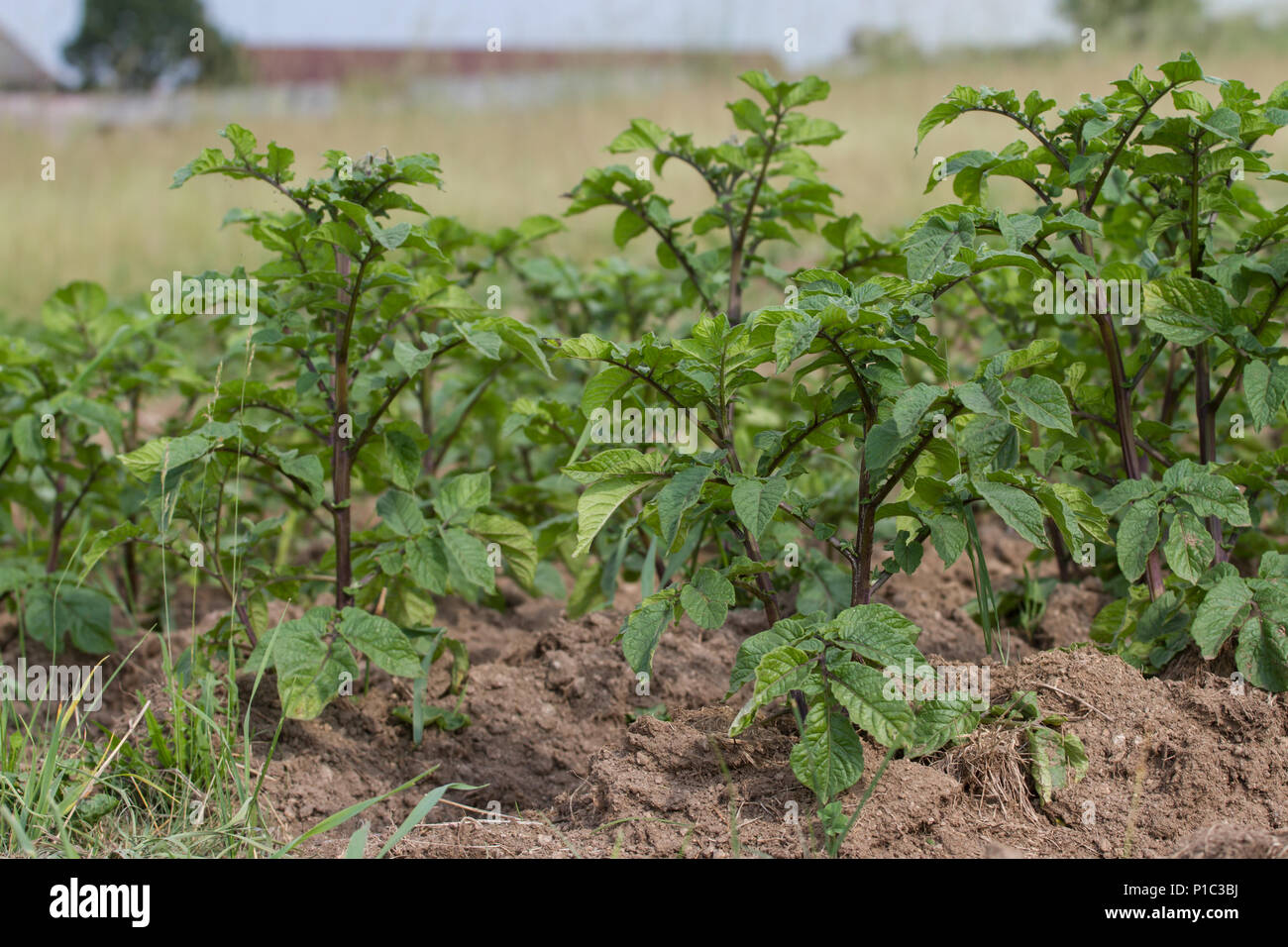 Potato field with blue purple swedish potatoes (Kartoffel blaue ...