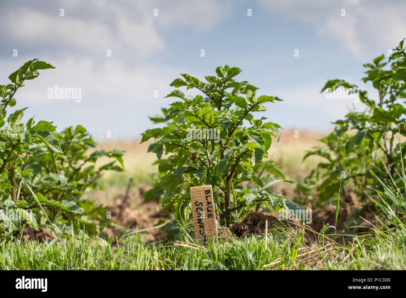 Potato field with blue purple swedish potatoes (Kartoffel blaue ...
