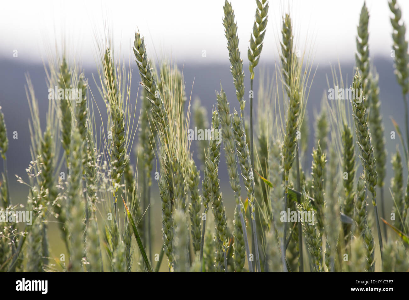 Wheat field in the summer month june Stock Photo - Alamy