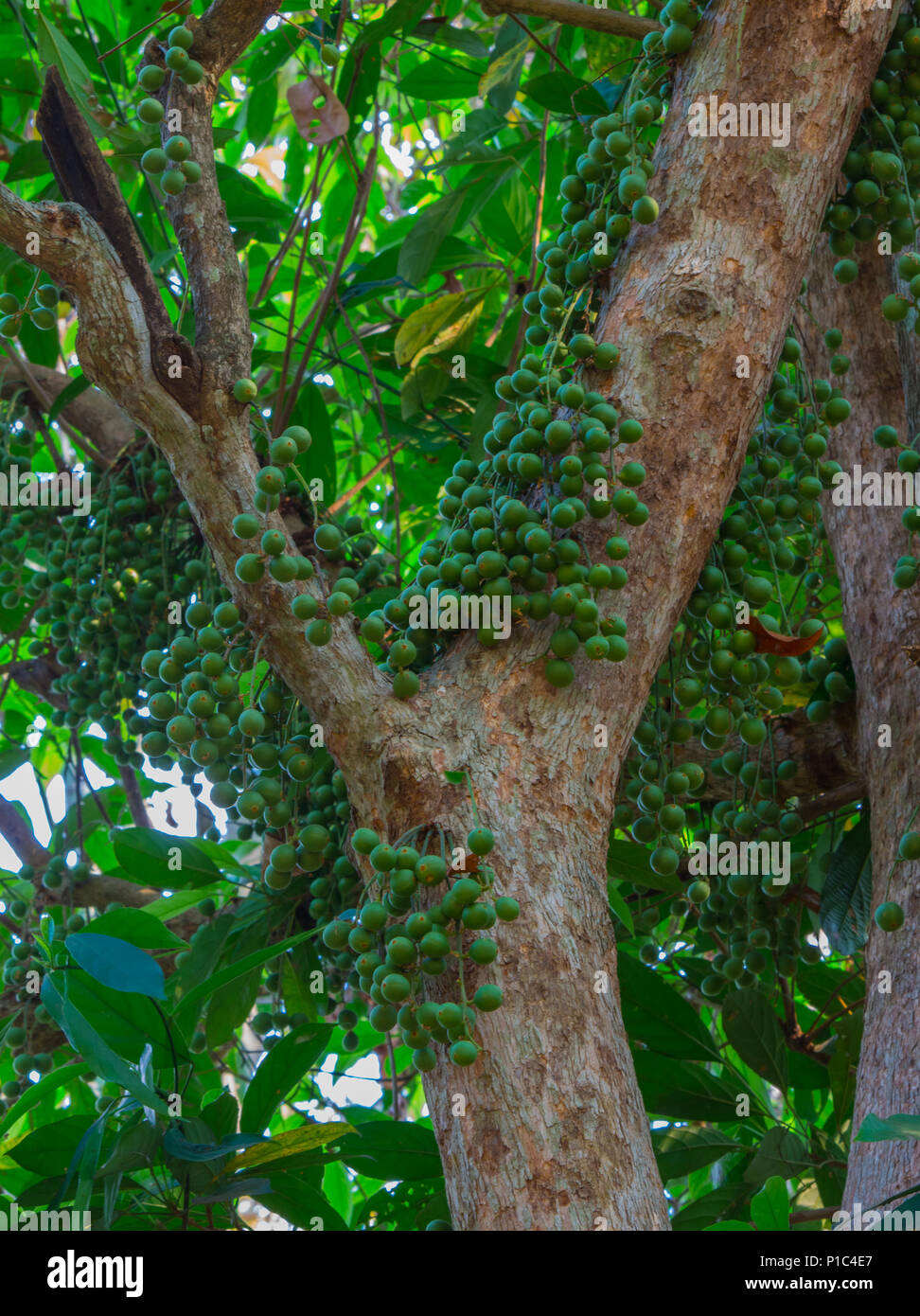 Ramiflora hi-res stock photography and images - Alamy