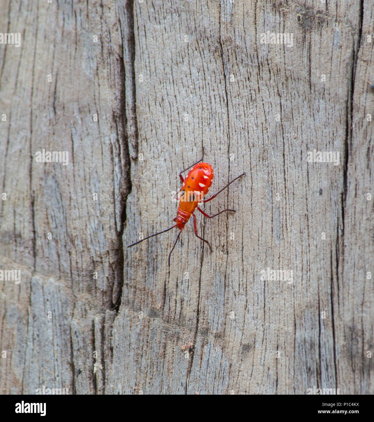 A common man faced hi-res stock photography and images - Alamy