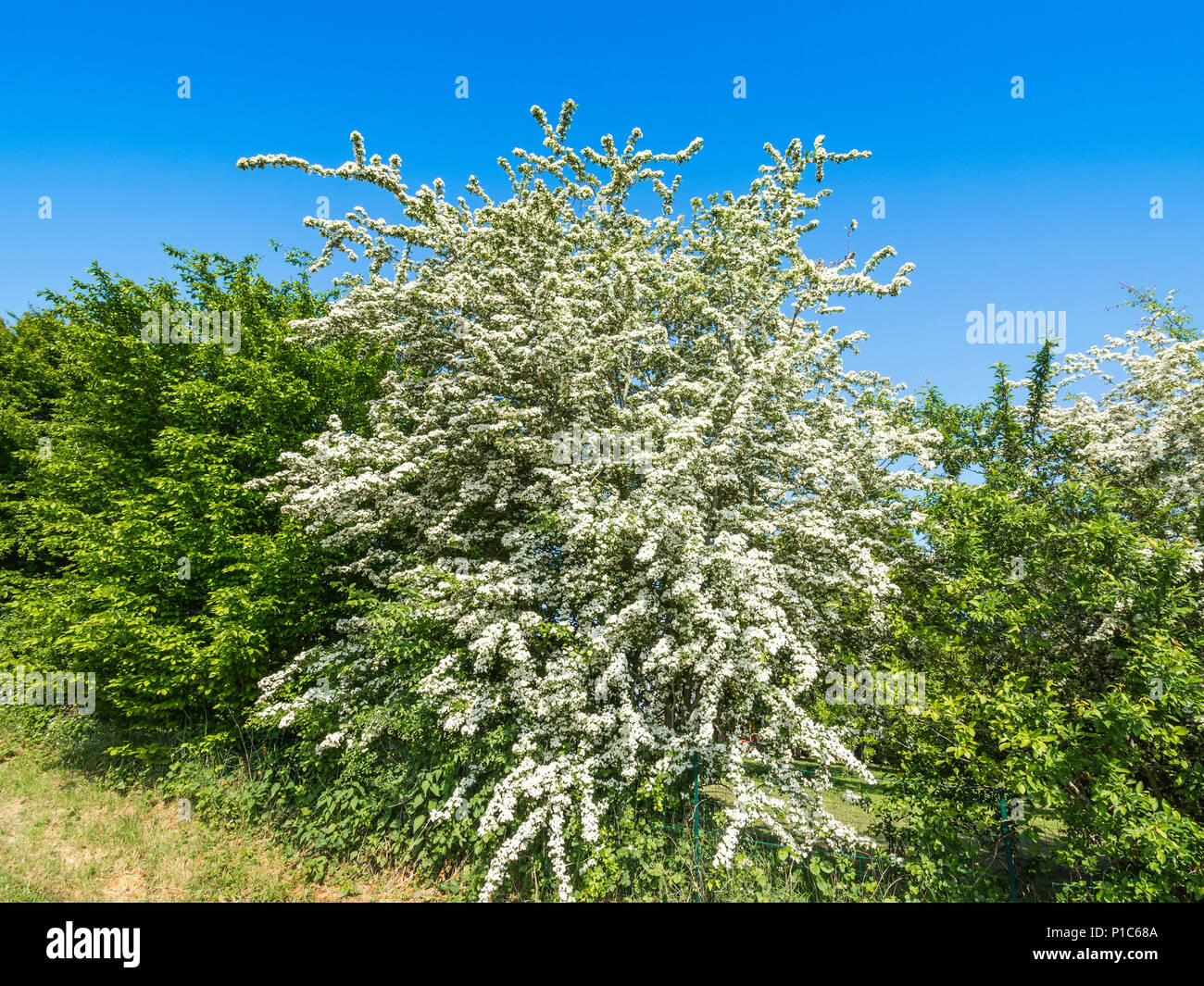 May blossom hi-res stock photography and images - Alamy
