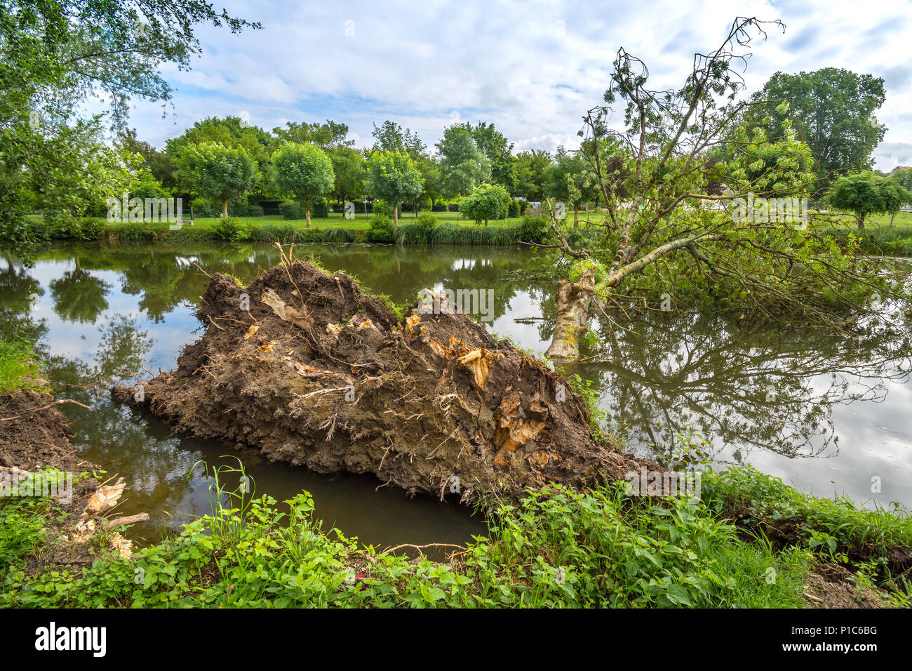 River bank tree roots hi-res stock photography and images - Alamy