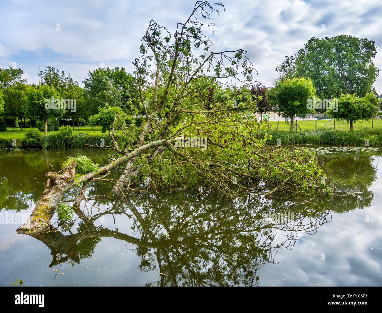 Storm damaged Ash tree fallen across river, France Stock Photo - Alamy