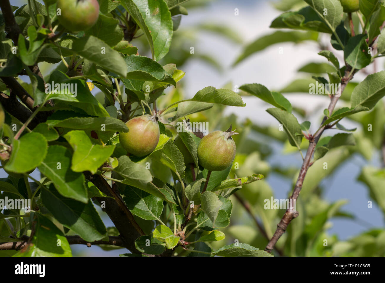 Young fruit tree hi-res stock photography and images - Alamy