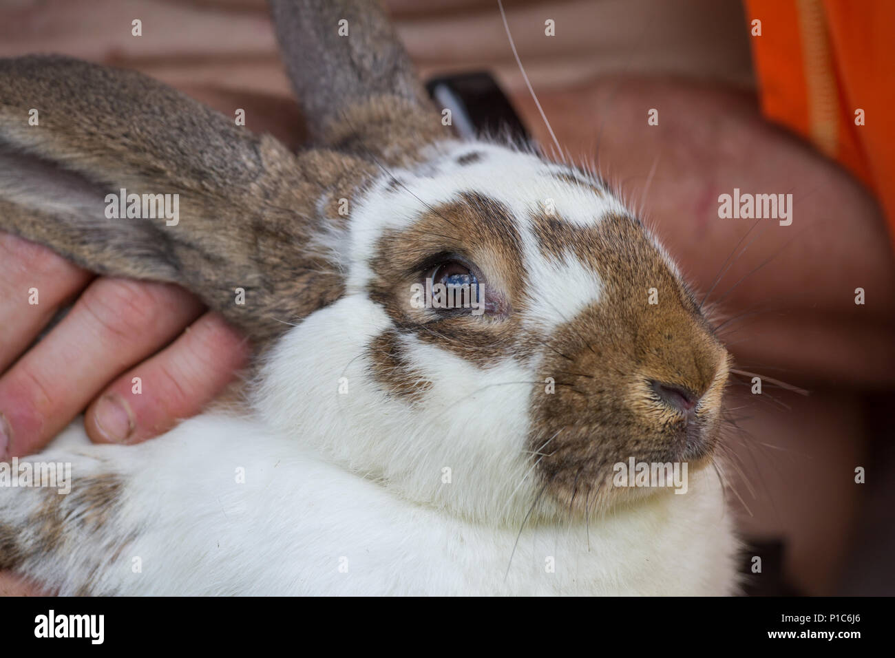 Domestic rabbit (Oryctolagus cuniculus forma domestica Stock Photo - Alamy