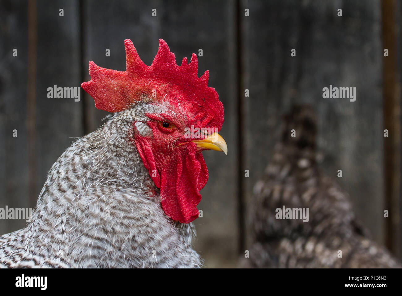 Free range Amrock chicken rooster [Gallus gallus domesticus] Stock ...