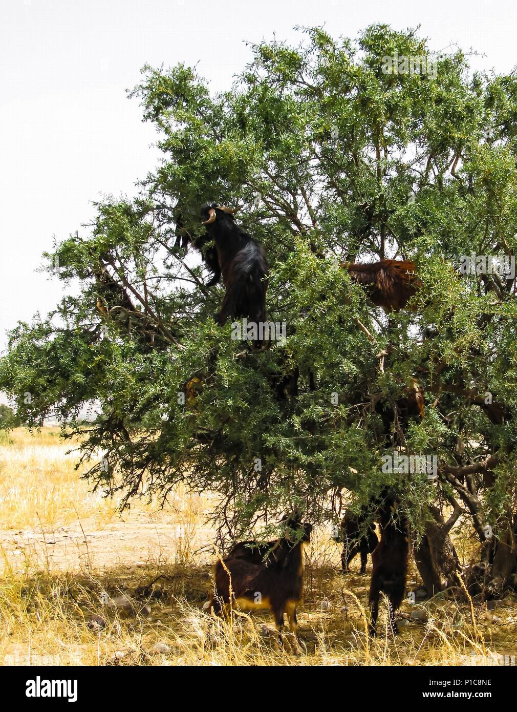 Goats on the branches of argania tree, Morocco Stock Photo - Alamy