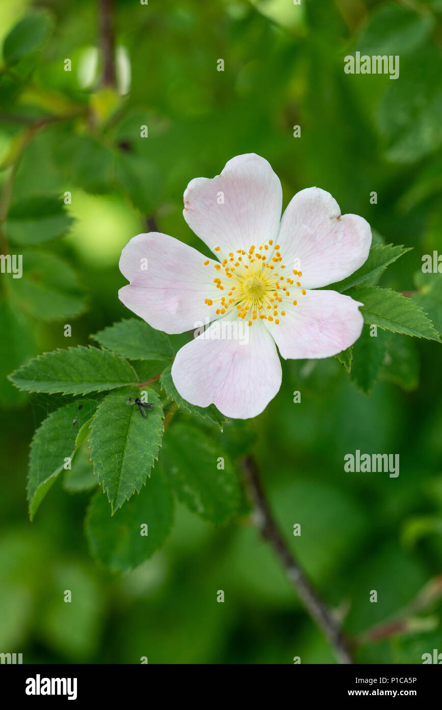 Rosa canina hedge hi-res stock photography and images - Alamy