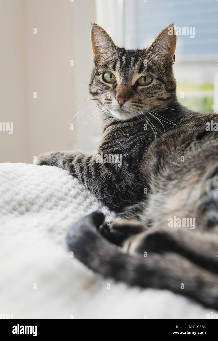 Cat sitting on a bed hi-res stock photography and images - Alamy