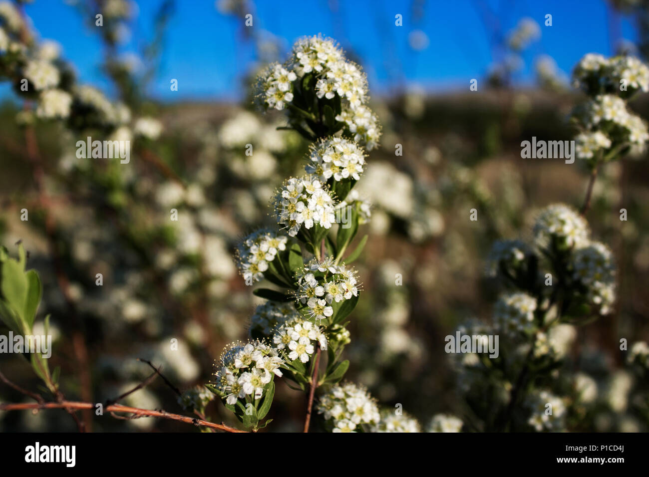 Blooming beautiful branch of spiraea cinerea in vertical position ...