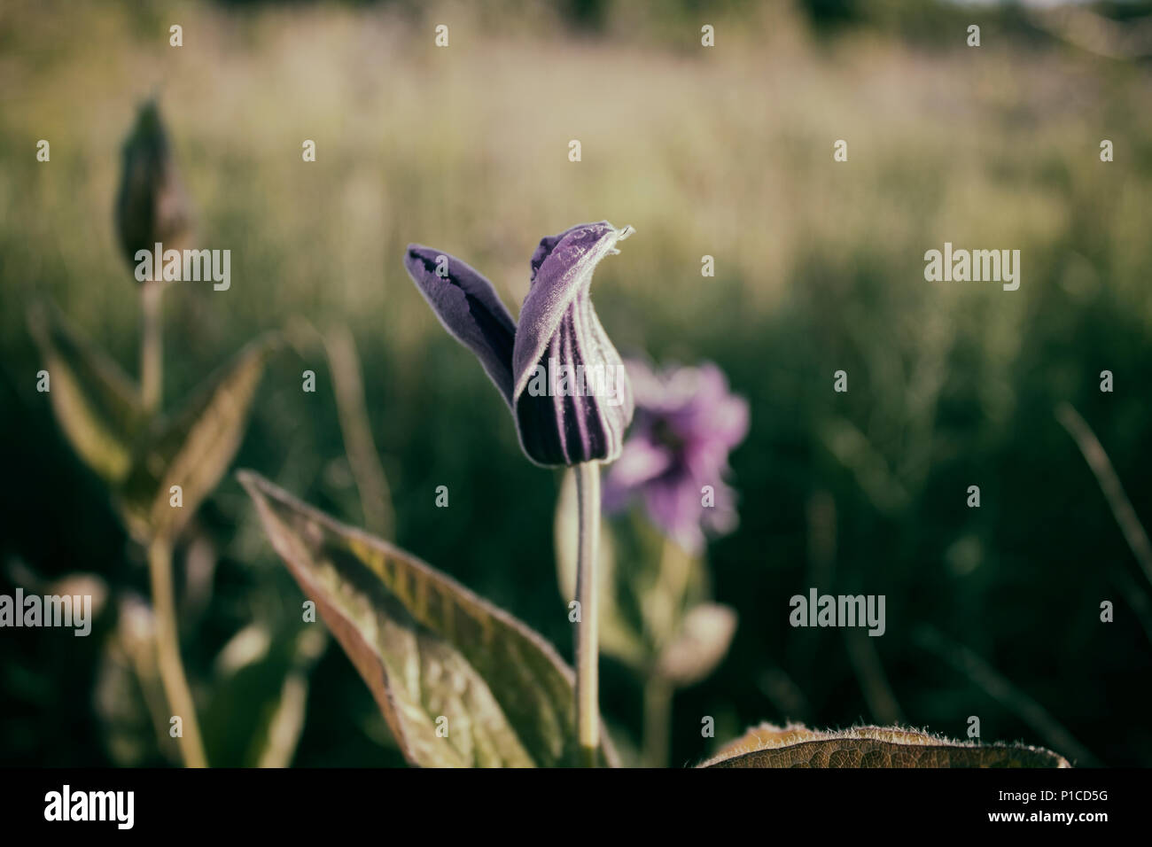 Violet flower. Field plants. Meadow.Field flowers. Floral background ...