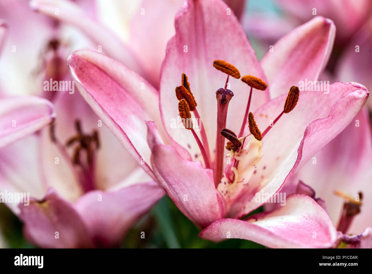 Lilies close up hi-res stock photography and images - Alamy