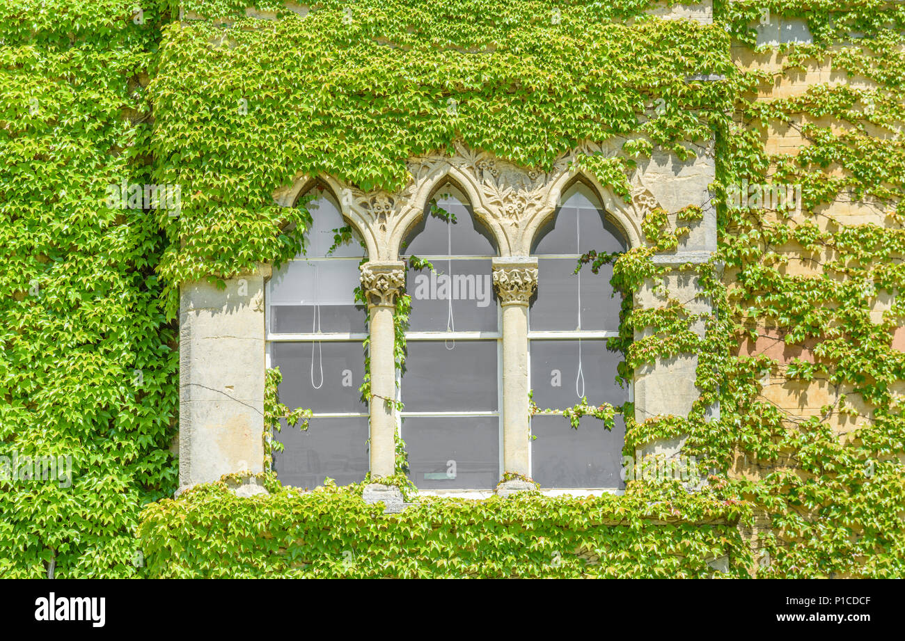 Ivy around window hi-res stock photography and images - Alamy