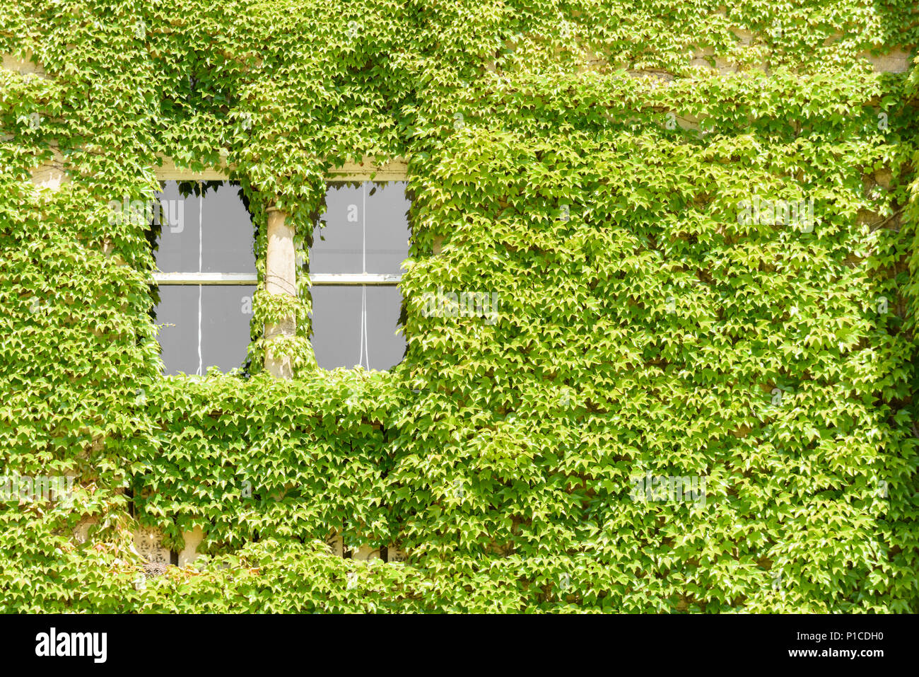 Ivy clad south wall around a pair of windows on a sunny summer day at ...