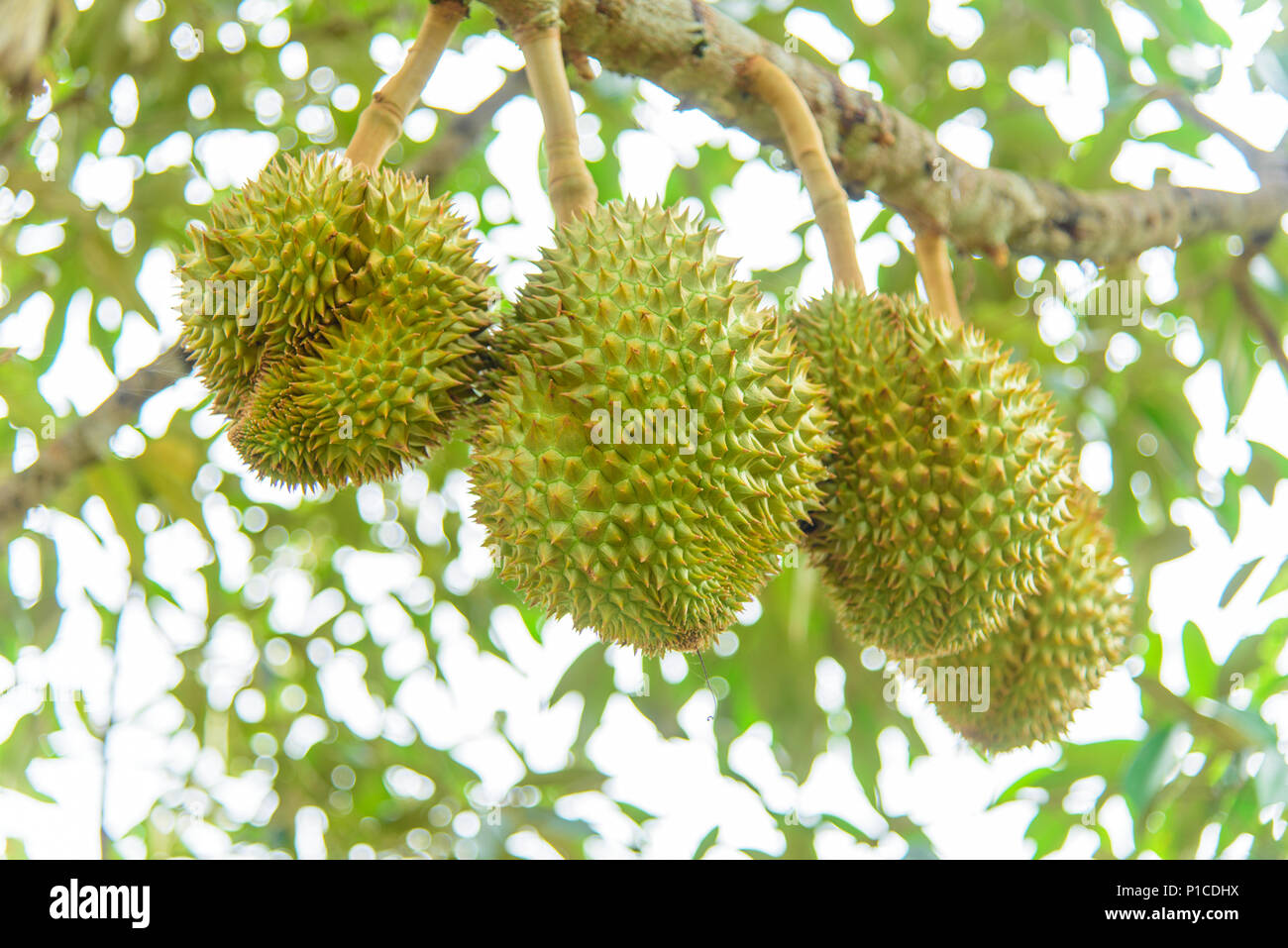 Fresh Durian on tree Stock Photo - Alamy