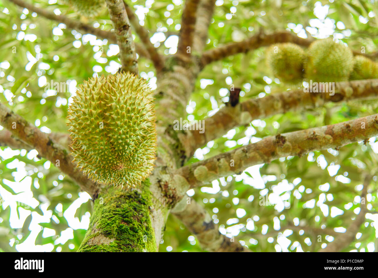 Fresh Durian on tree Stock Photo - Alamy